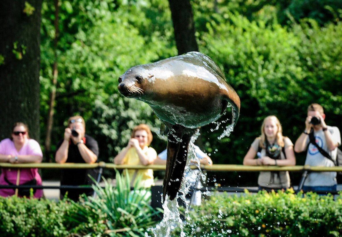 Bronx Zoo: A Symbol of Conservation and History - bronx.name