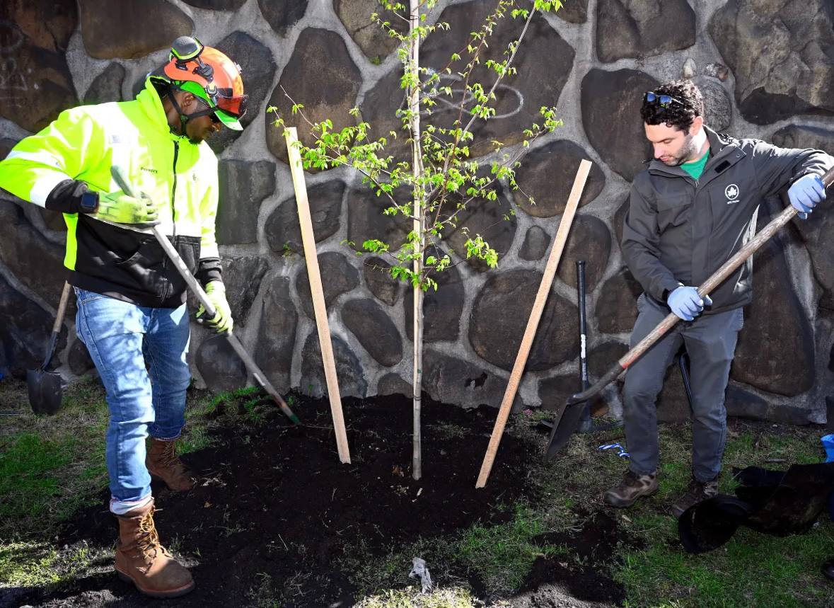 New York City's Tree Map and the Impact of Greenery on Bronx Residents ...